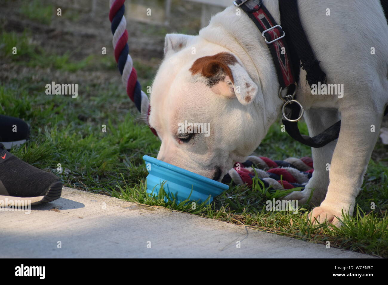 Australian Bull Dog Stock Photo - Alamy