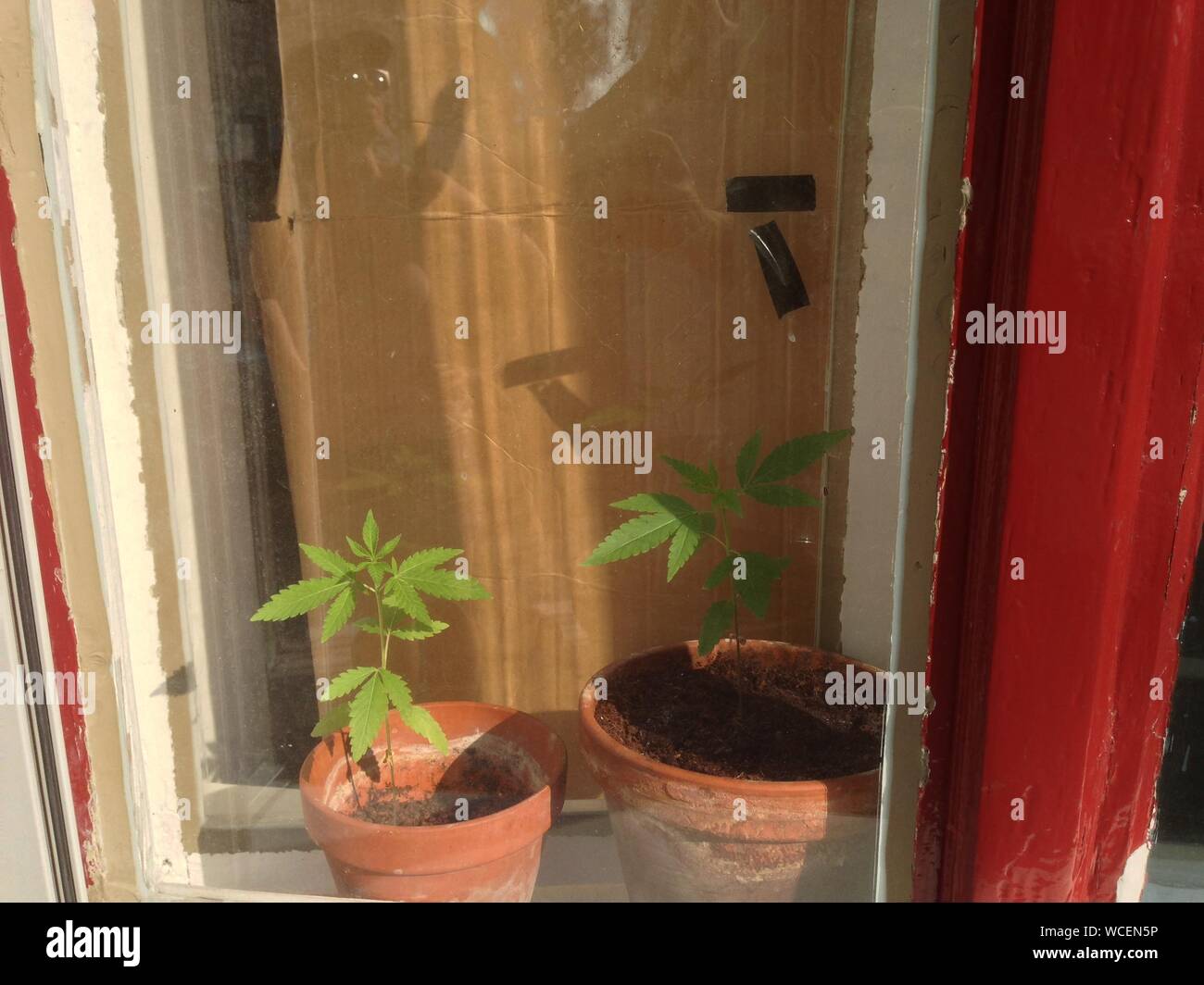 Potted plants seen through the glass hi-res stock photography and ...