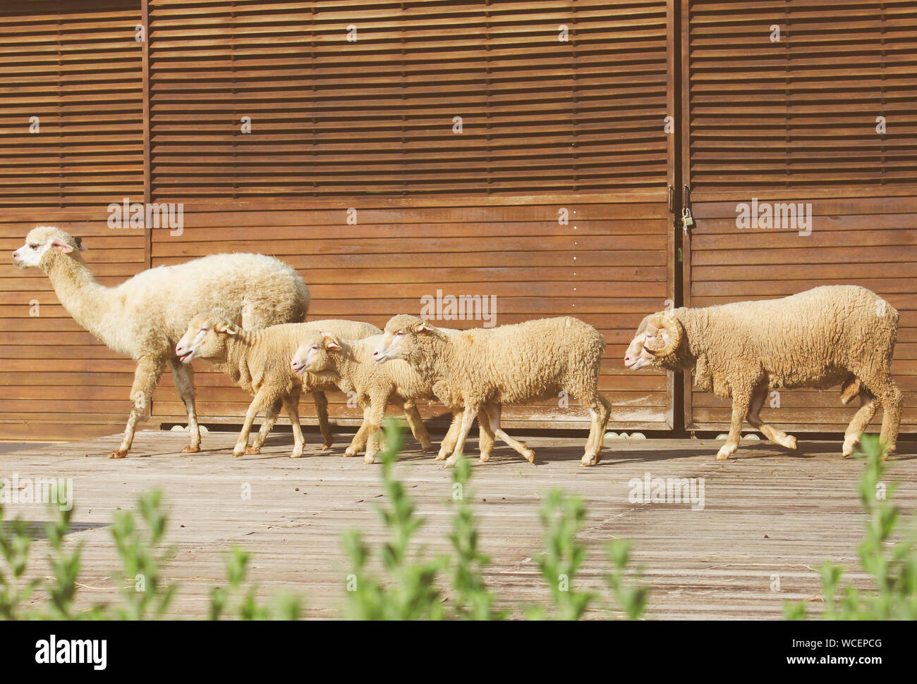 Alpaca And Sheep High Resolution Stock Photography and Images - Alamy