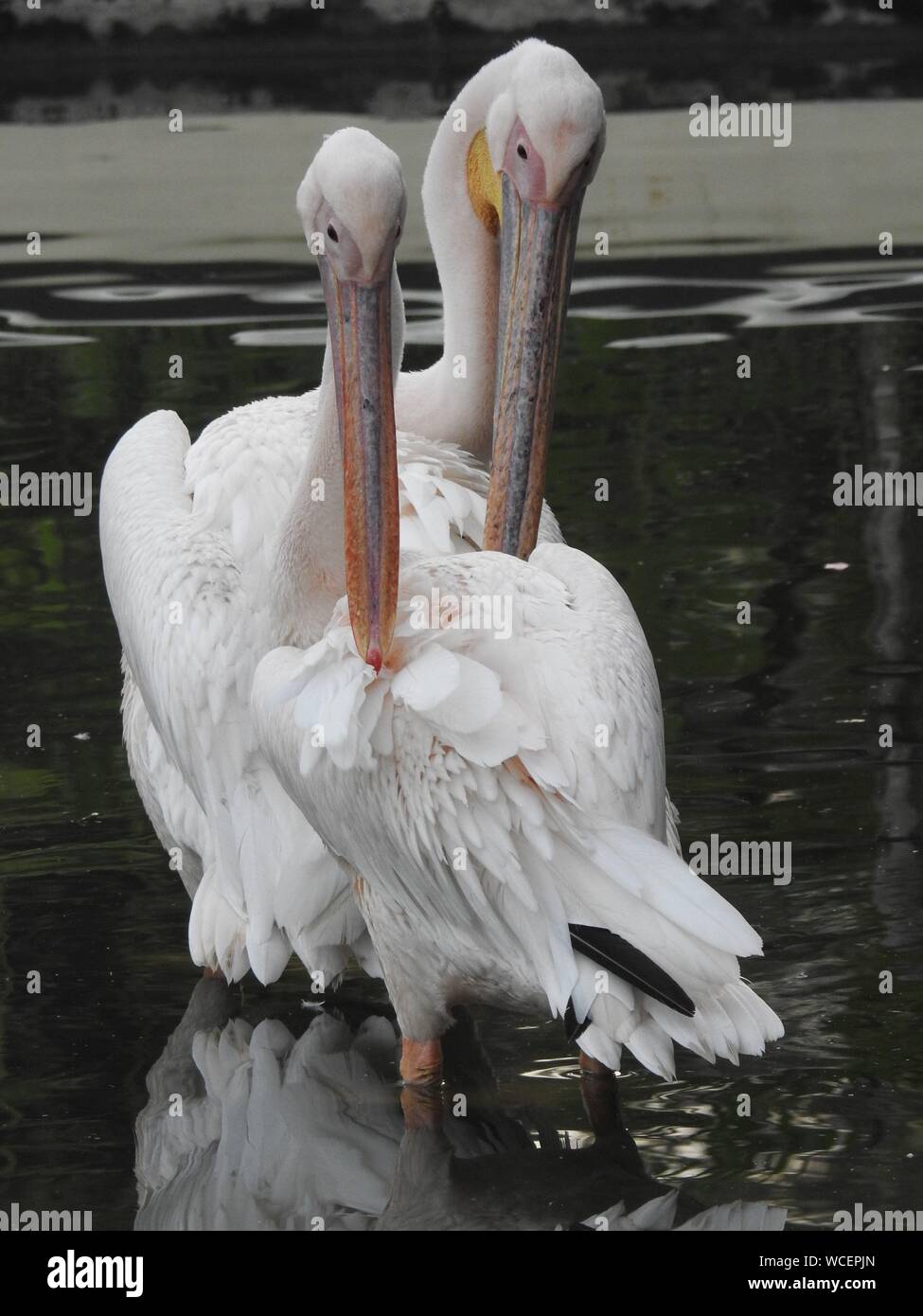 Wild wading birds hi-res stock photography and images - Alamy