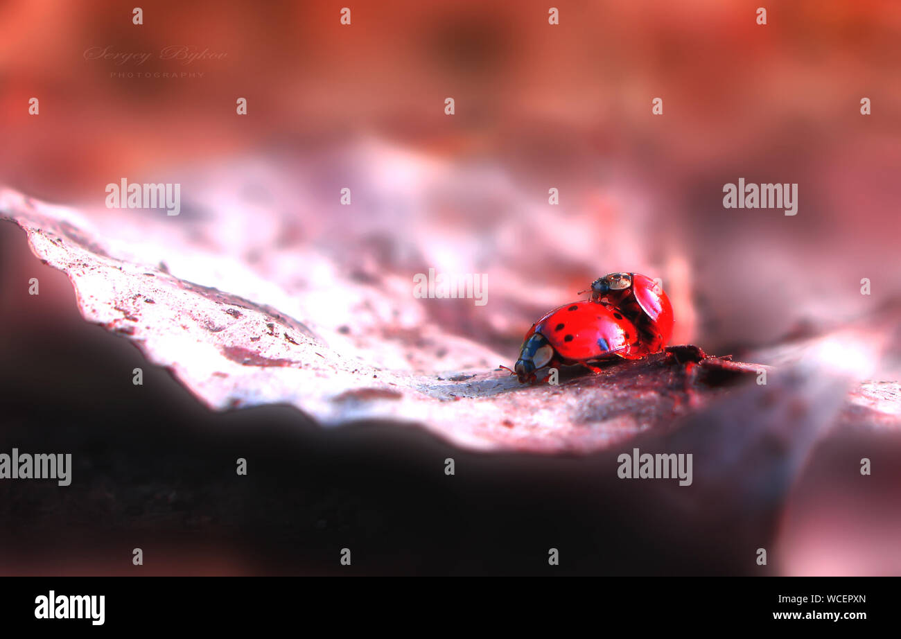 Ladybug mating on leaf hi-res stock photography and images - Alamy