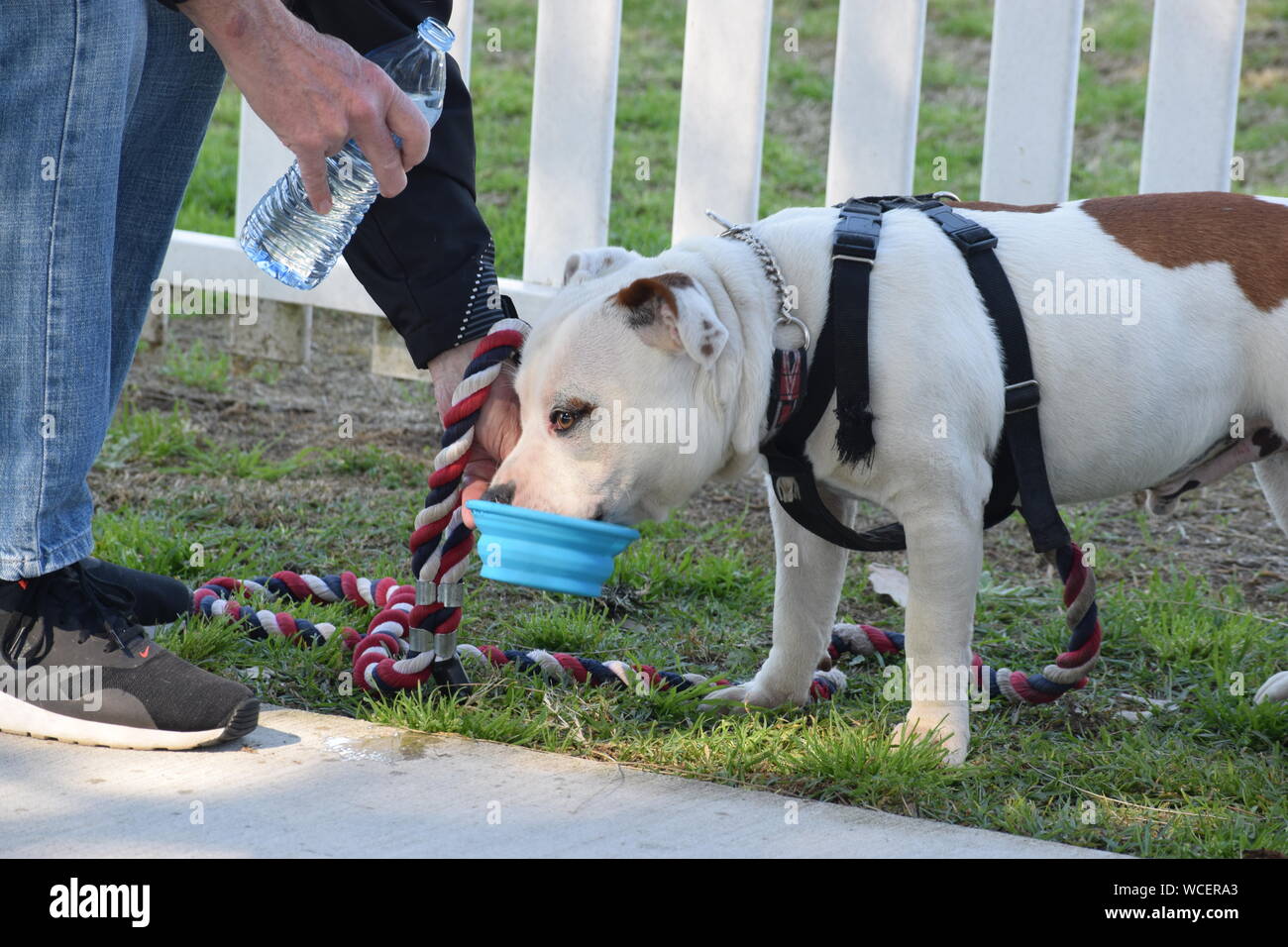 Australian Bull Dog Stock Photo - Alamy