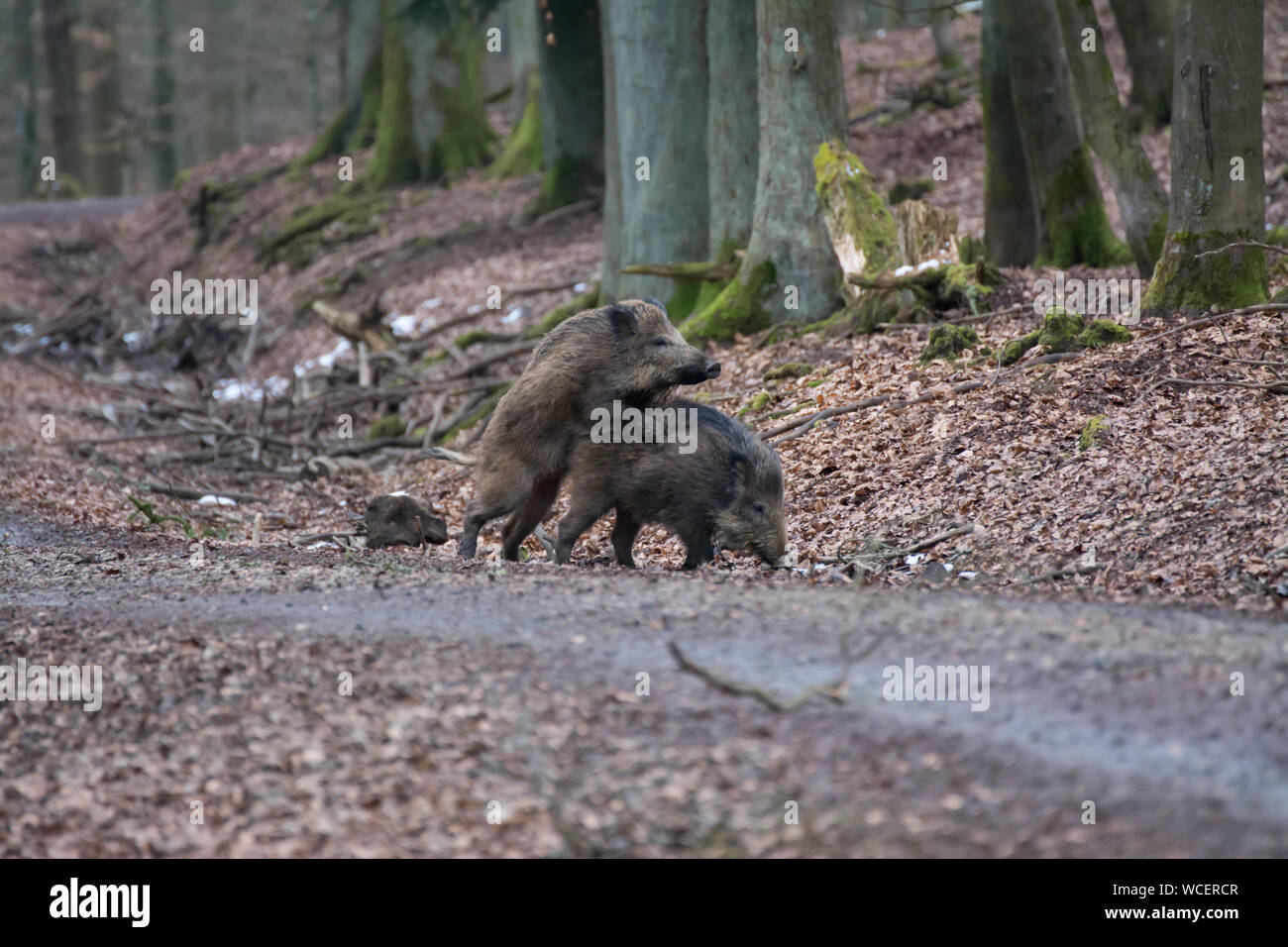 Boars mating hi-res stock photography and images - Alamy