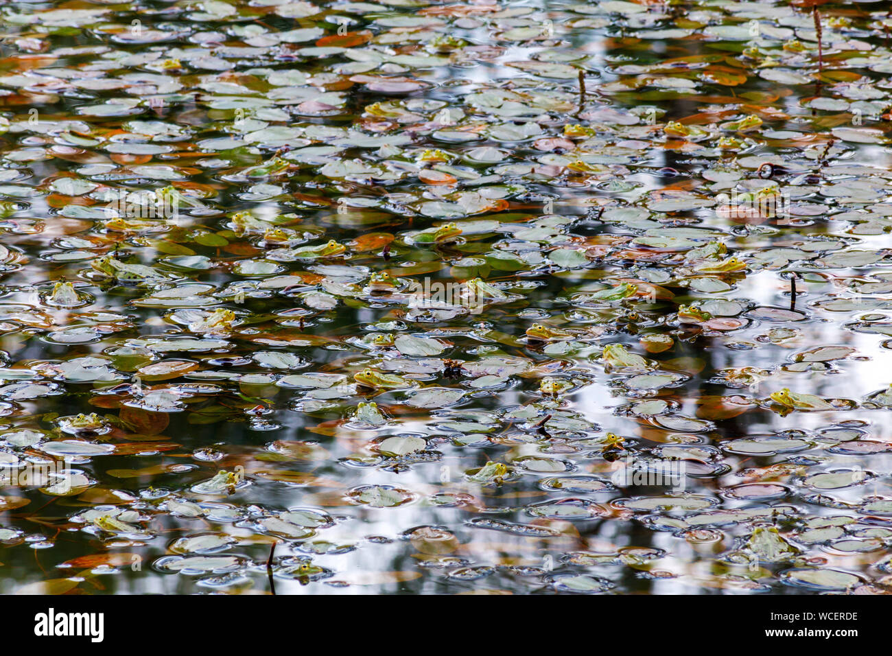 Many frogs in a pond full of lily pads with a shallow depth of field ...