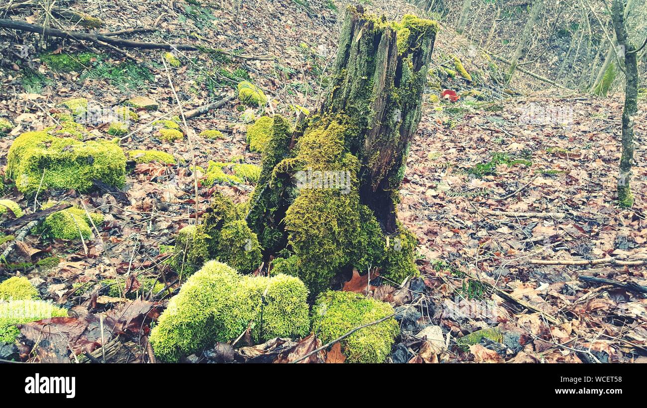 Broken tree root hi-res stock photography and images - Alamy