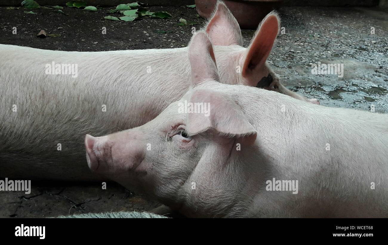 Pig lying down hi-res stock photography and images - Alamy