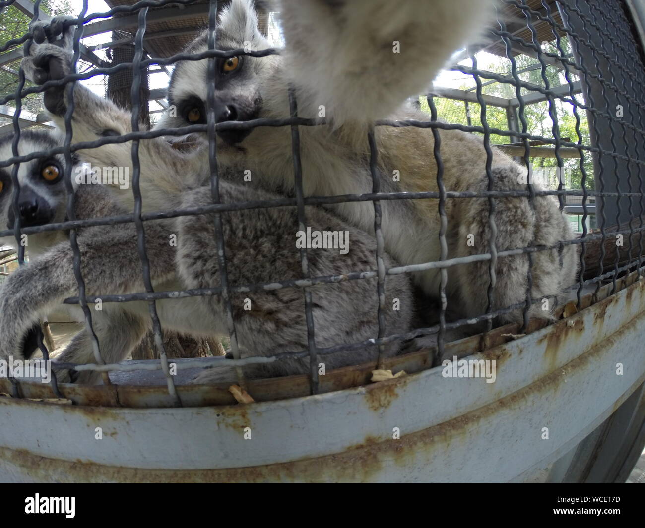 Lemurs as pets hi-res stock photography and images - Alamy