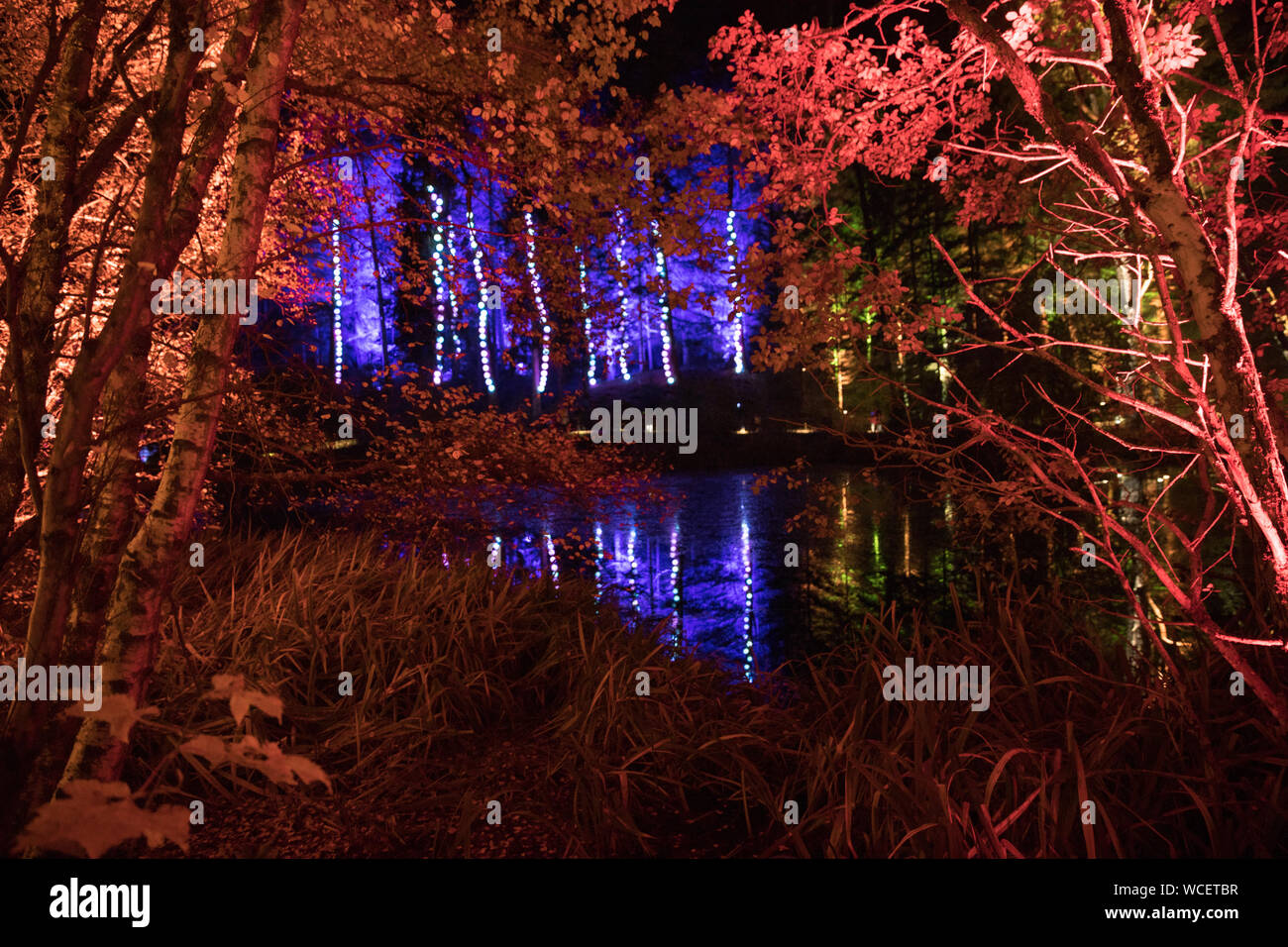 Nightime forest hi-res stock photography and images - Alamy