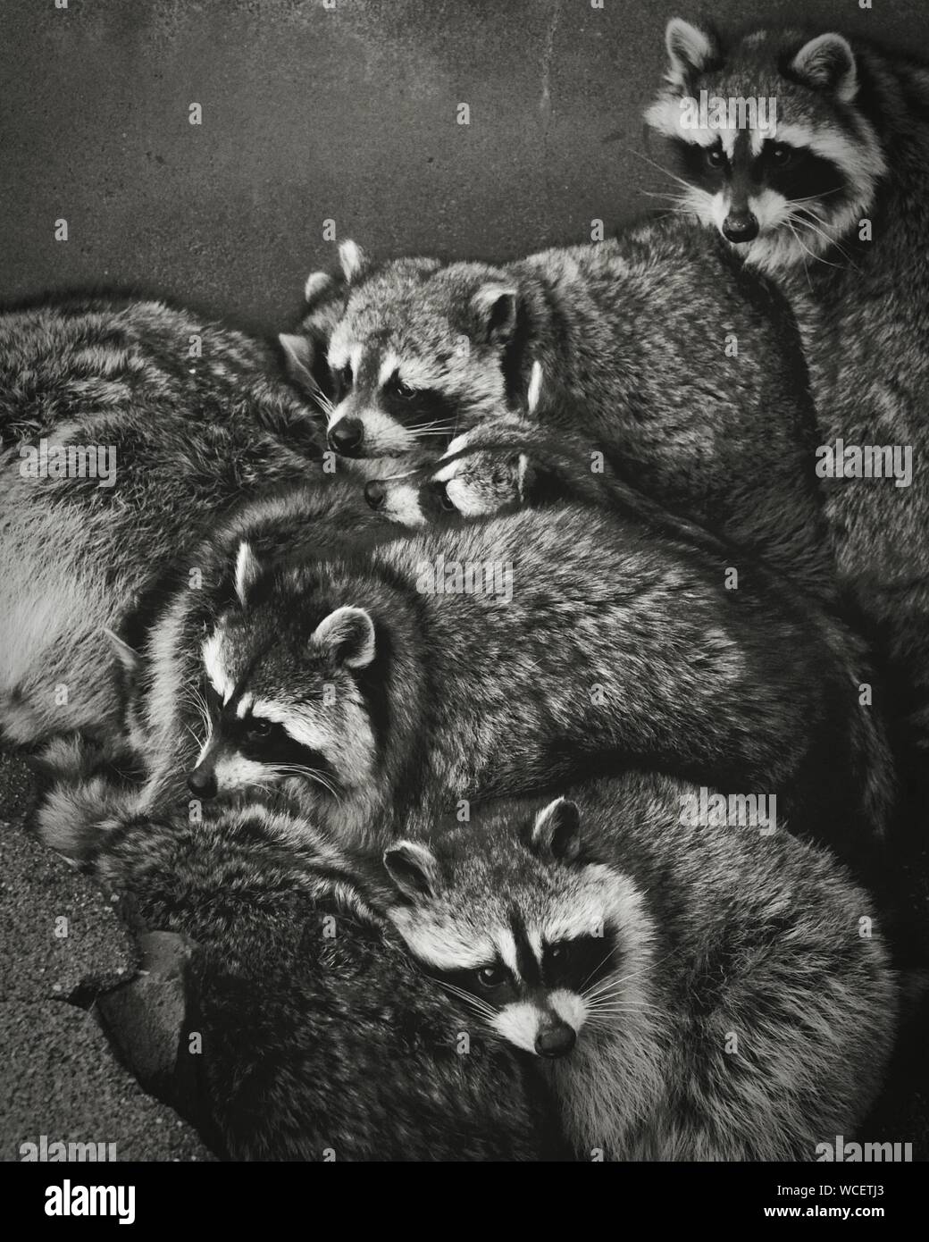 Five raccoons hi-res stock photography and images - Alamy