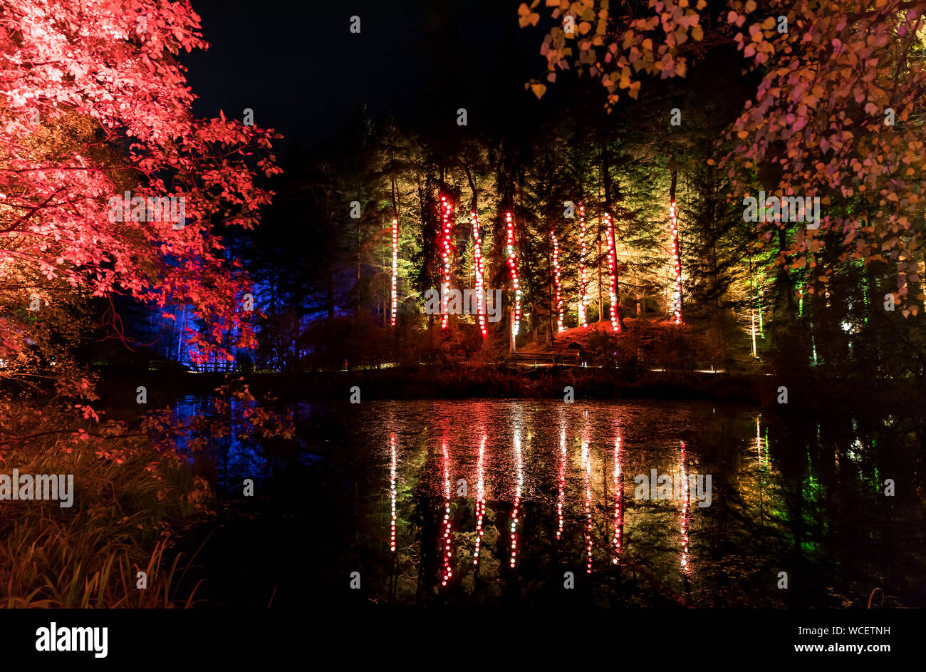 Illuminated forest perth scotland Stock Photo - Alamy