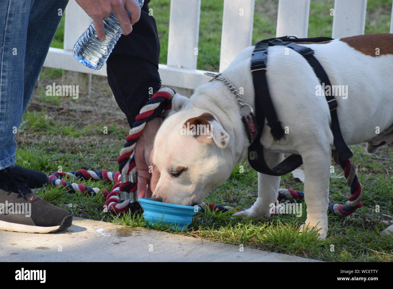 Australian Bull Dog Stock Photo - Alamy