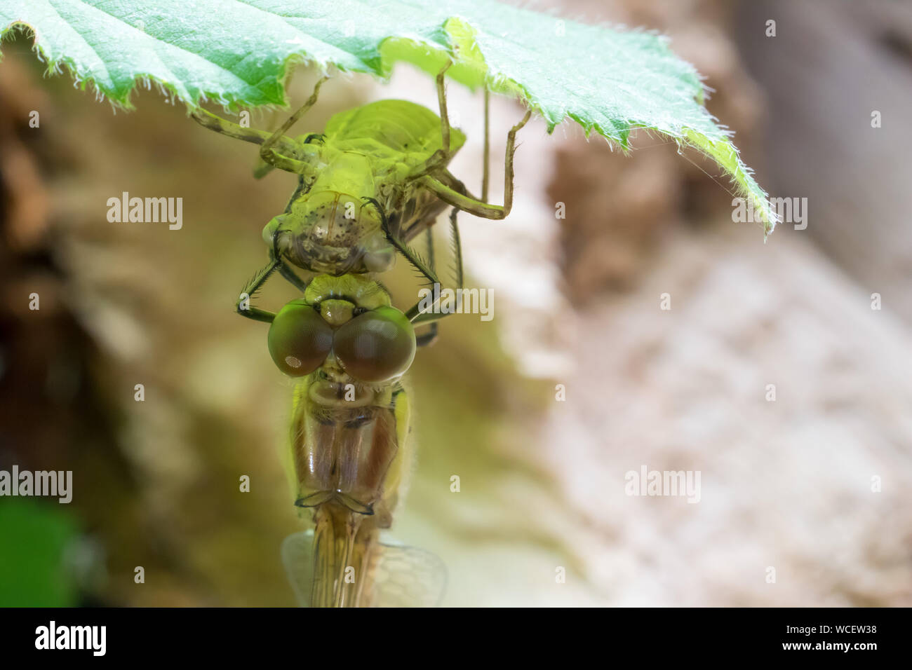 Insects on plant hi-res stock photography and images - Alamy