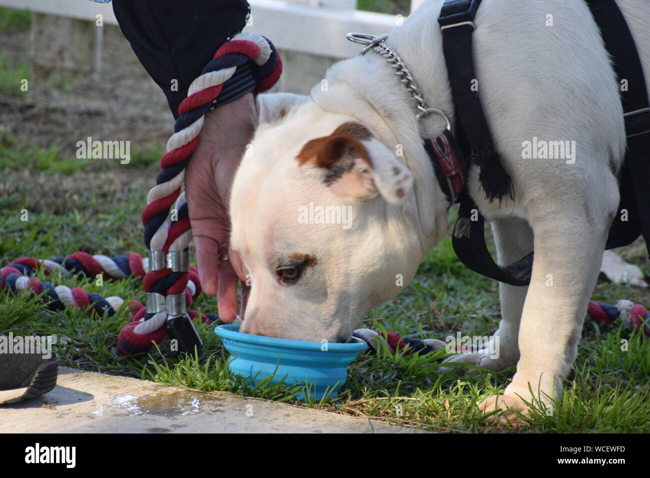 Australian Bull Dog Stock Photo - Alamy