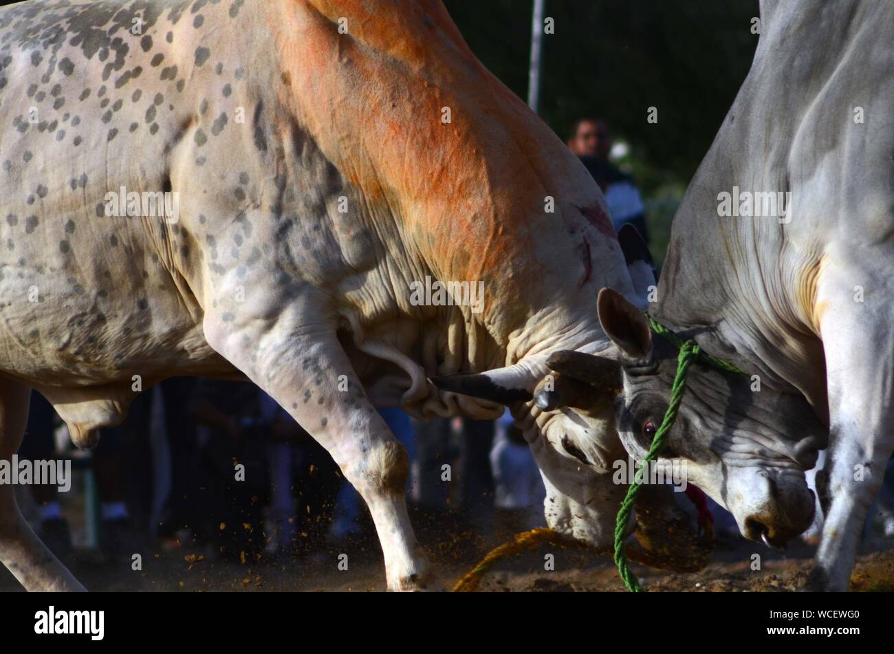 Cattle fighting hi-res stock photography and images - Alamy