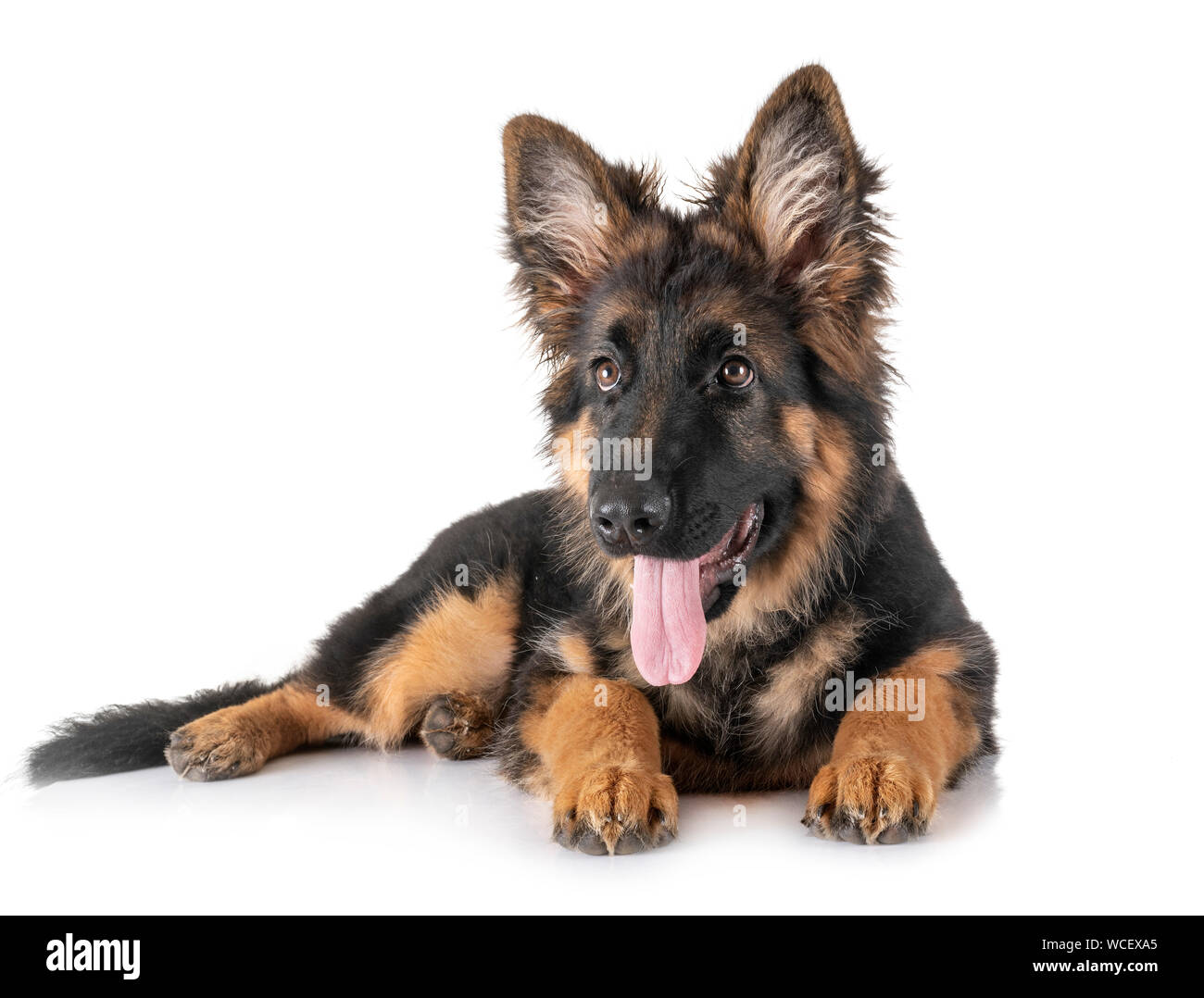 puppy german shepherd in front of white background Stock Photo - Alamy