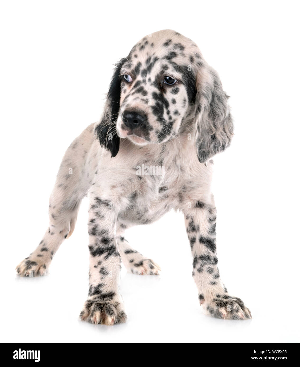 puppy english setter in front of white background Stock Photo - Alamy