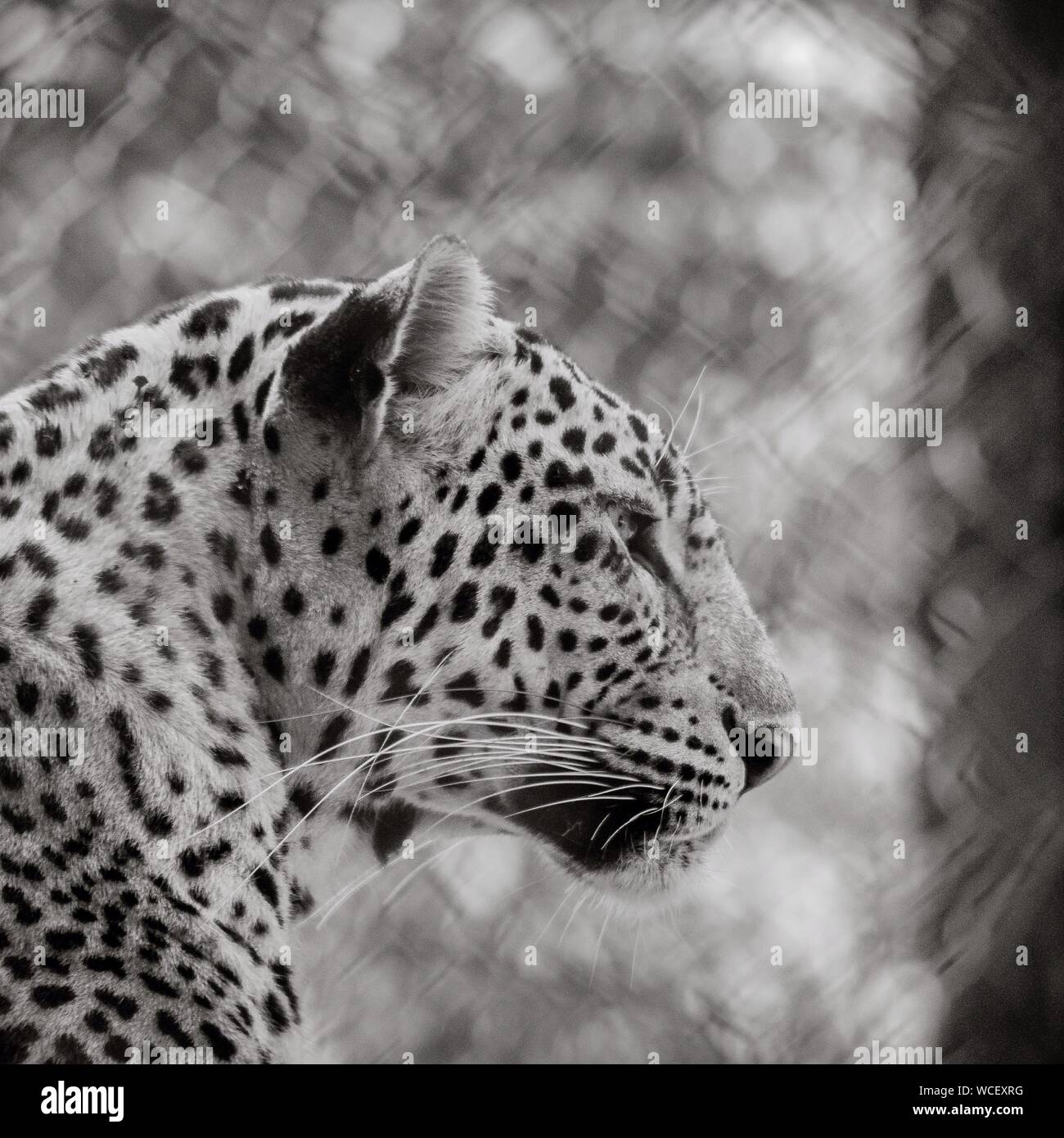 Side view leopard hi-res stock photography and images - Alamy
