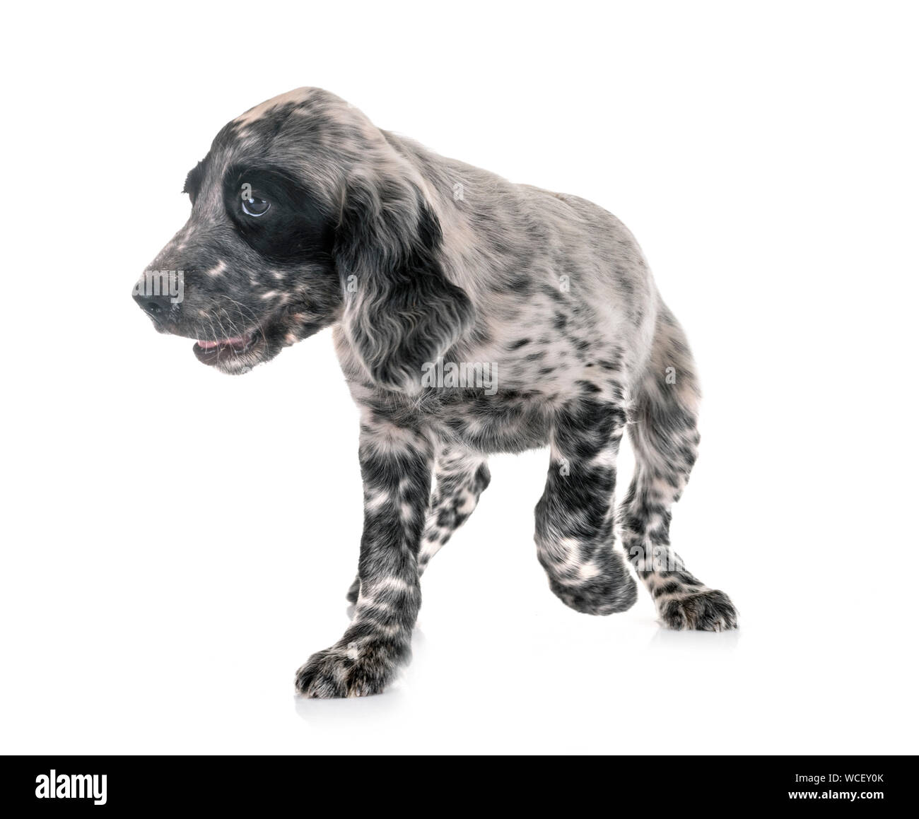 puppy english setter in front of white background Stock Photo - Alamy