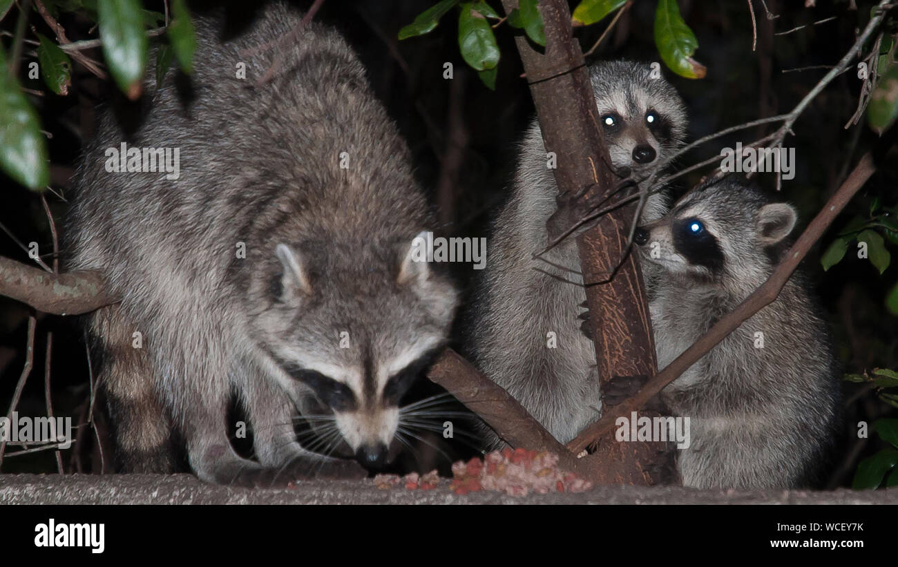 Three Raccoons High Resolution Stock Photography and Images - Alamy