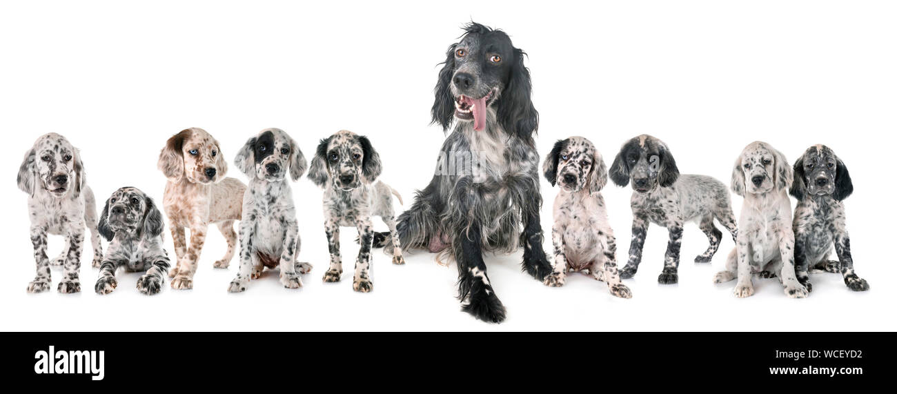 english setters in front of white background Stock Photo - Alamy
