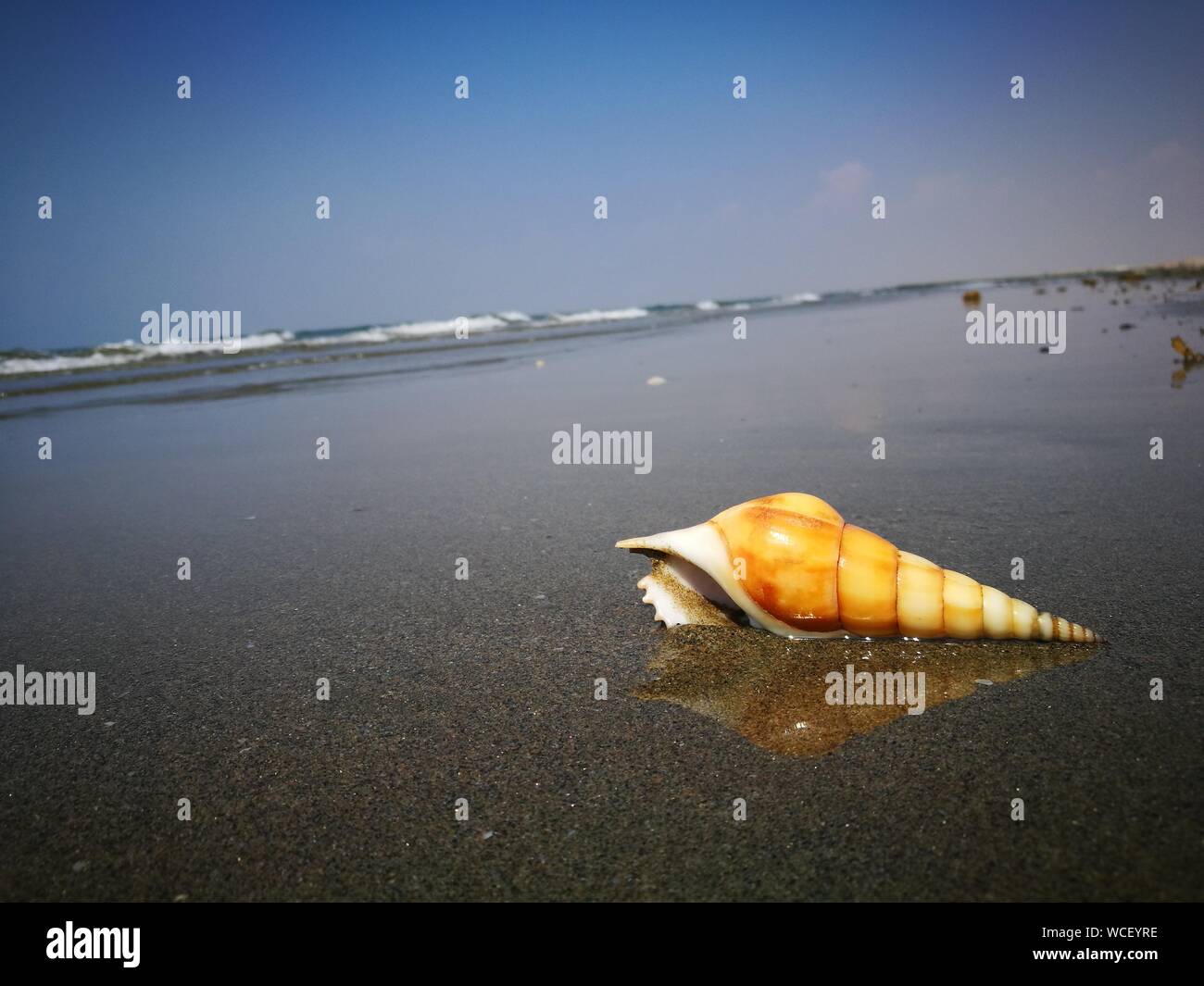 Saudi arabia sea shell hi-res stock photography and images - Alamy