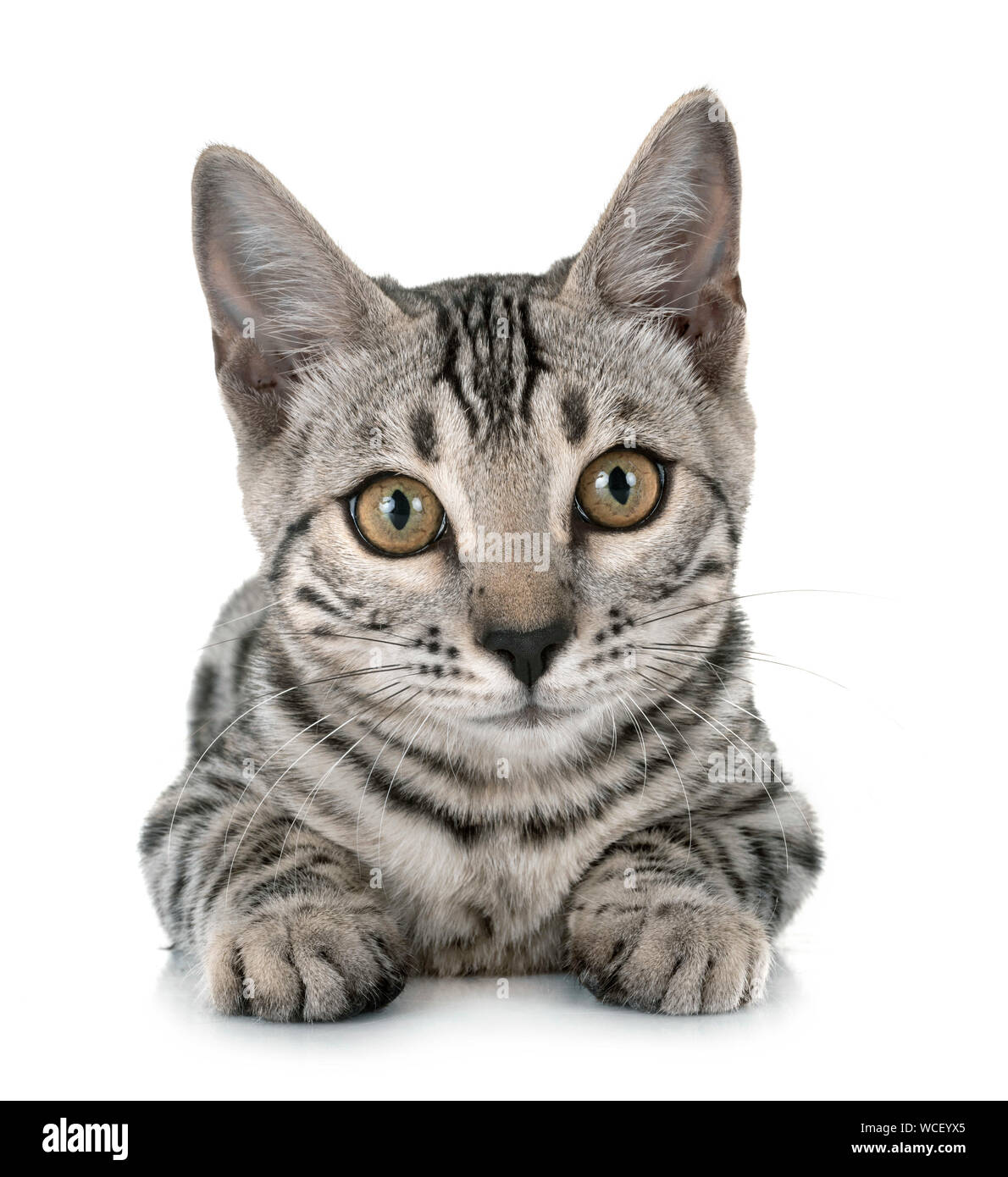 bengal cat in front of white background Stock Photo - Alamy