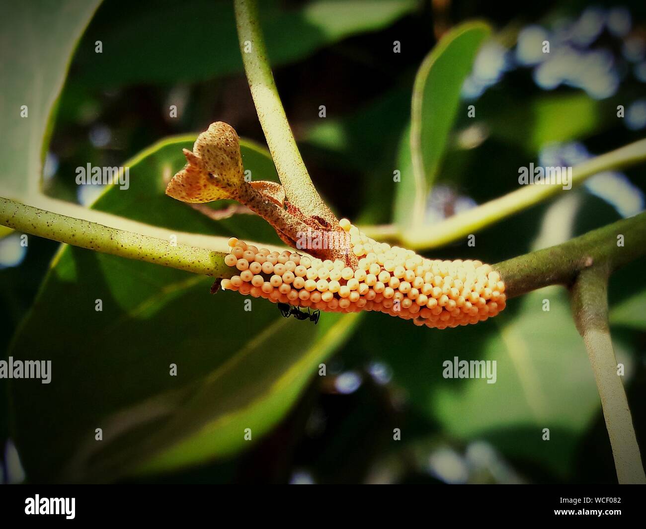 Ant eggs hi-res stock photography and images - Alamy