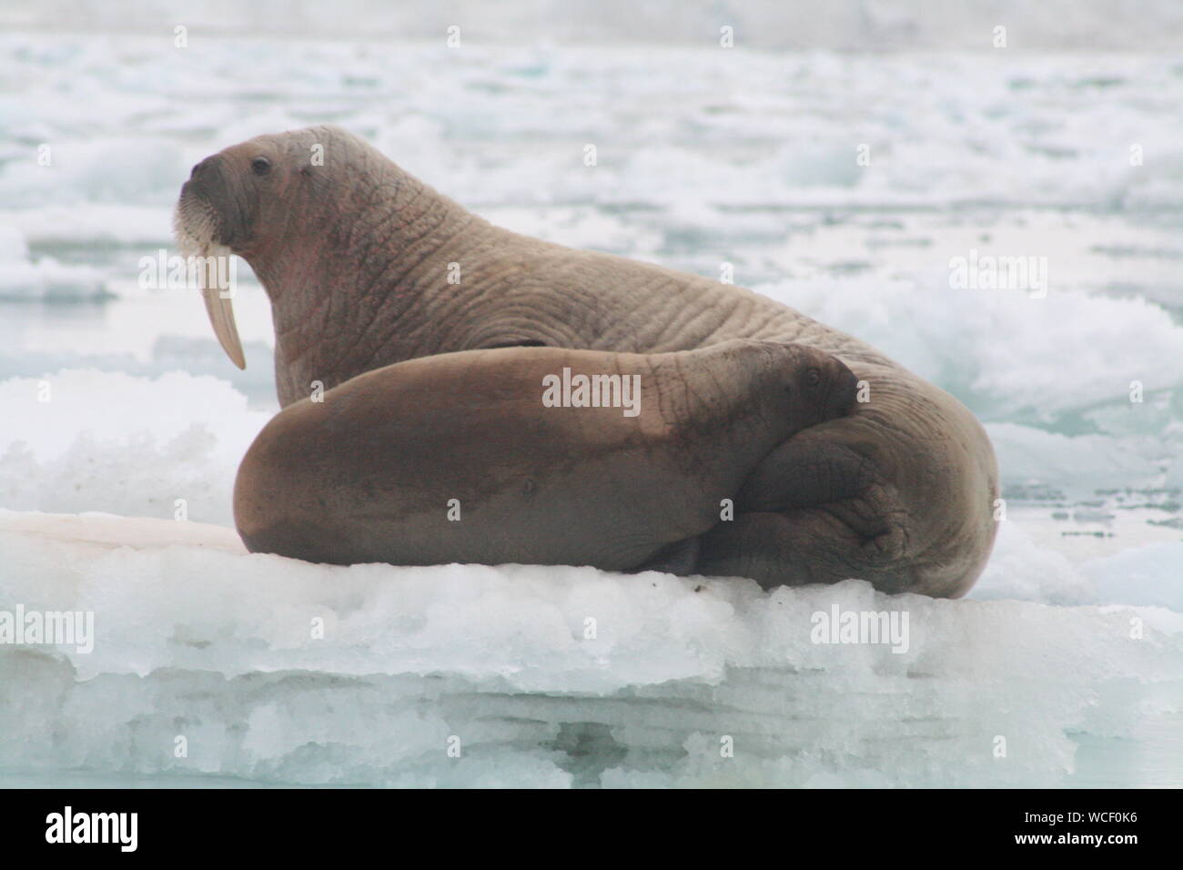 The day the walrus came hi-res stock photography and images - Alamy