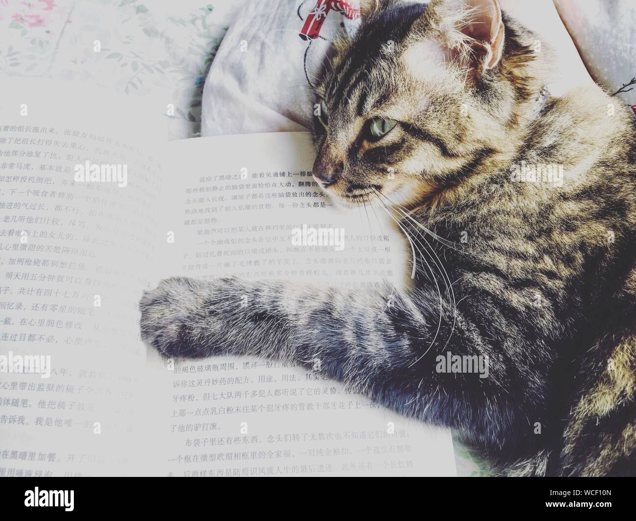 Cat book hi-res stock photography and images - Alamy