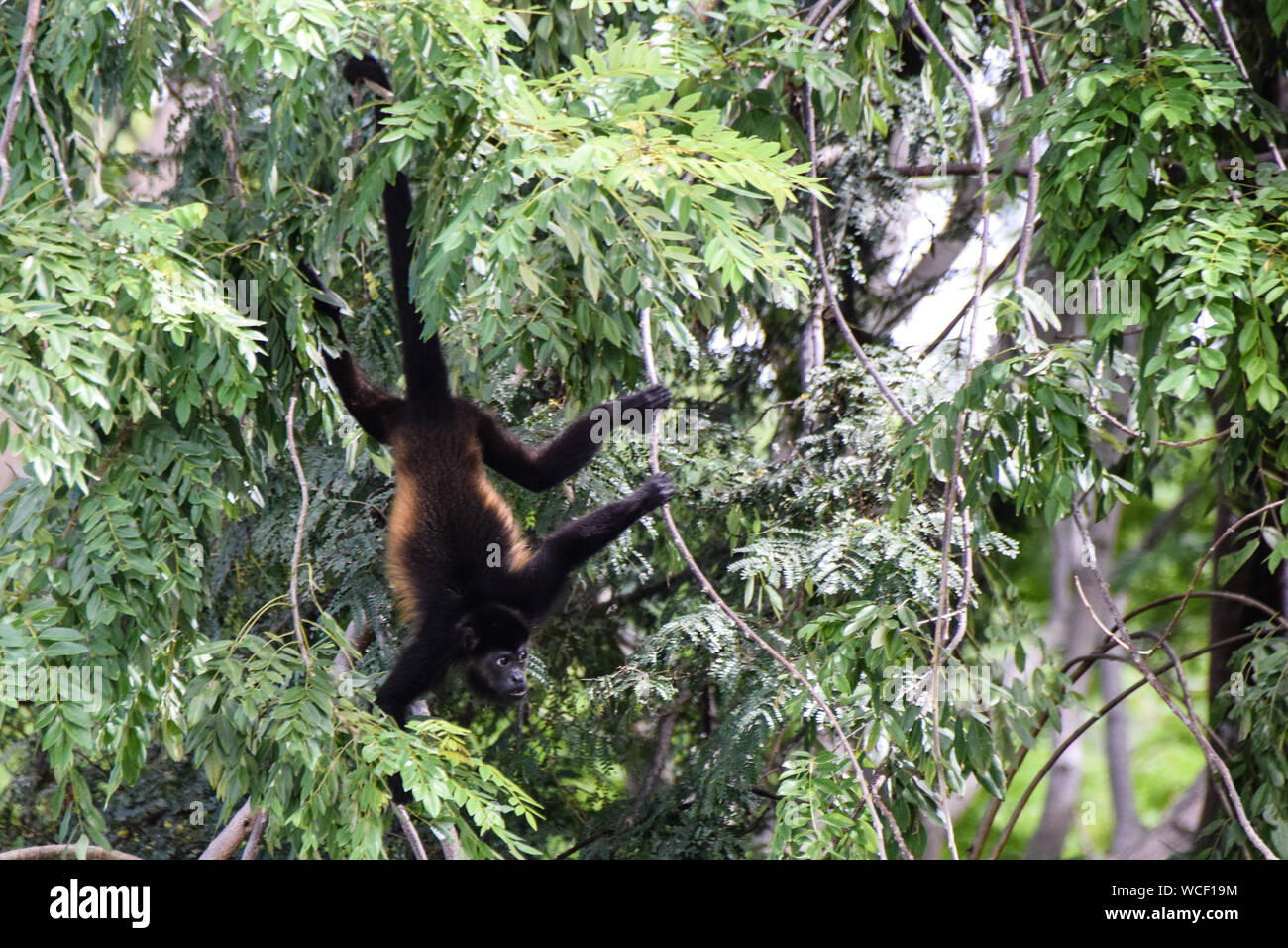 Monkey hanging from branch hi-res stock photography and images - Alamy
