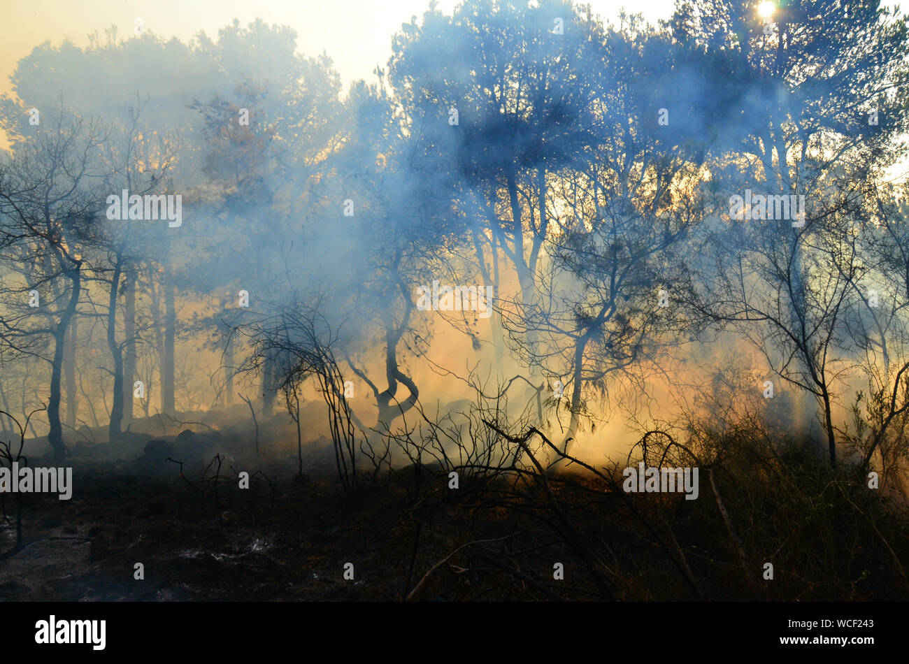 Trees for fire hi-res stock photography and images - Alamy
