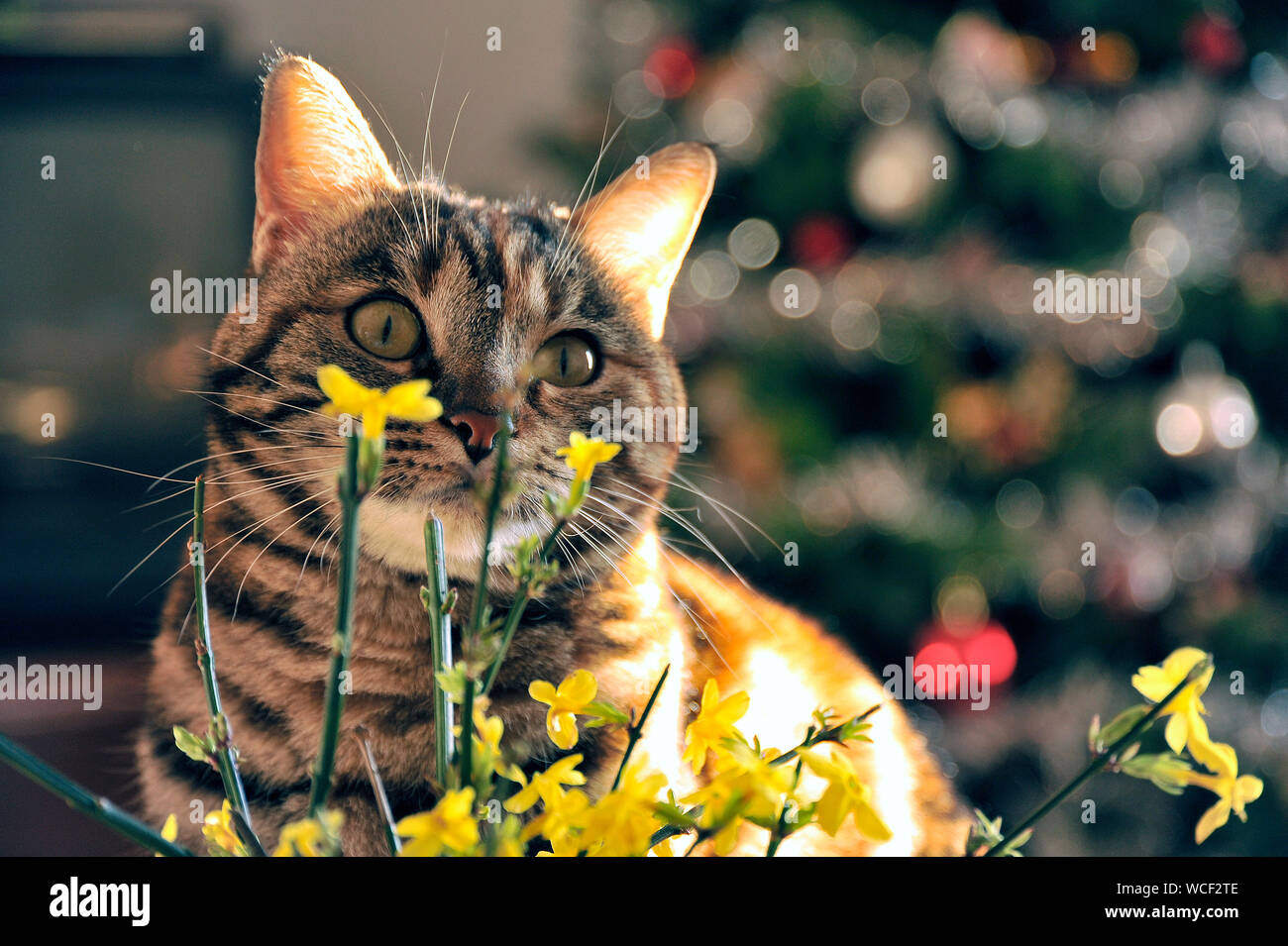 Yellow tabby cat hi-res stock photography and images - Alamy
