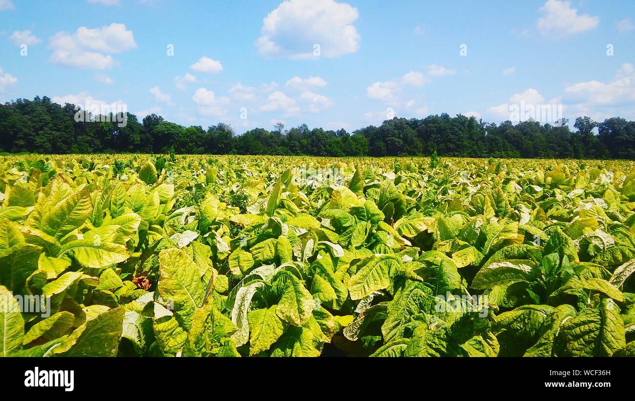 Green tobacco hi-res stock photography and images - Alamy