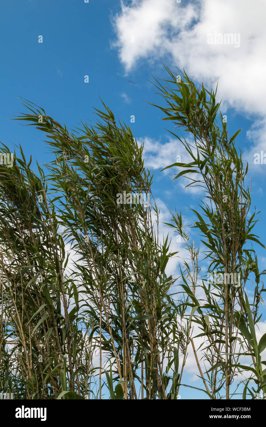 Canes detail hi-res stock photography and images - Alamy