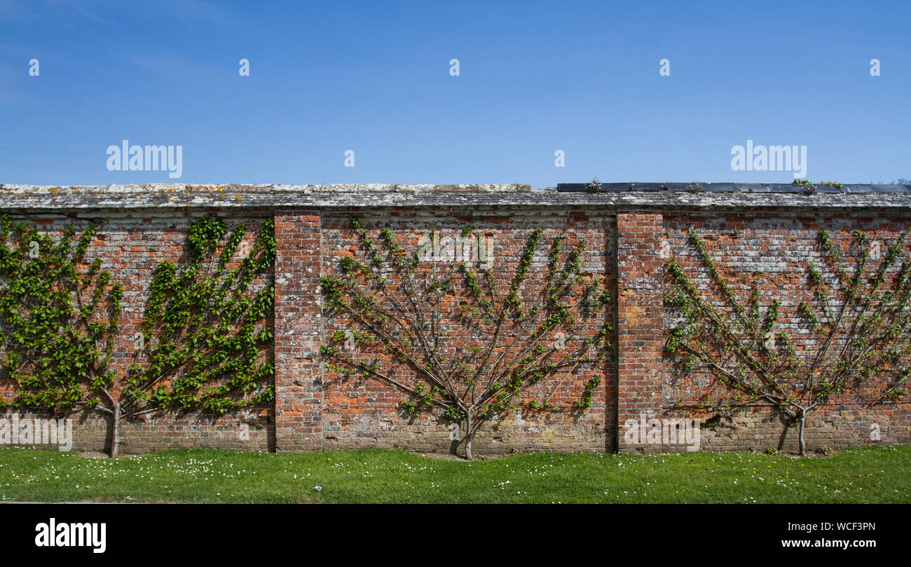 Espalier Trees High Resolution Stock Photography and Images - Alamy