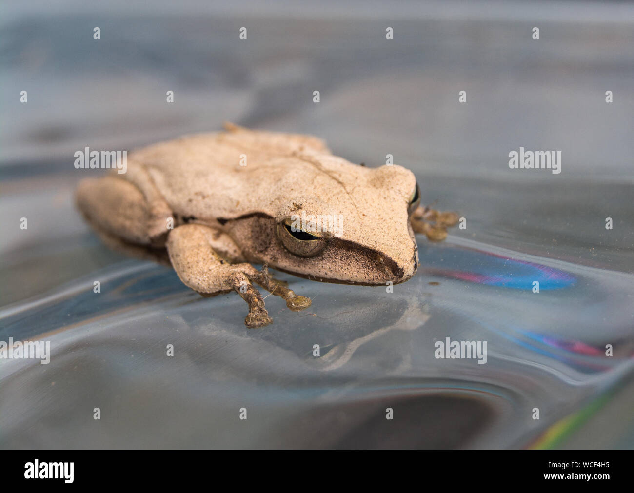 Frozen frog hi-res stock photography and images - Alamy