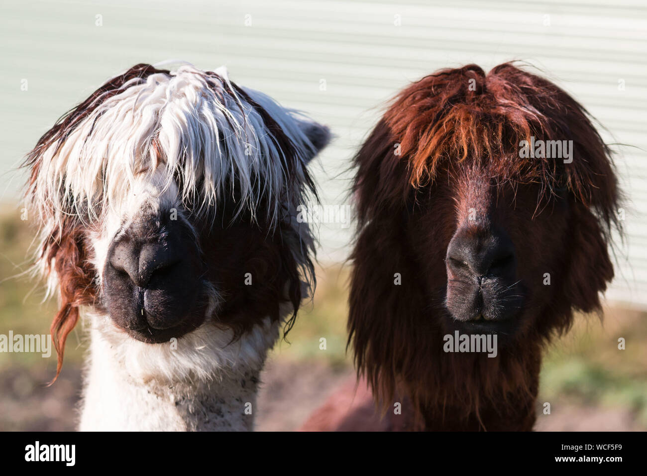 Two lamas animals hi-res stock photography and images - Alamy