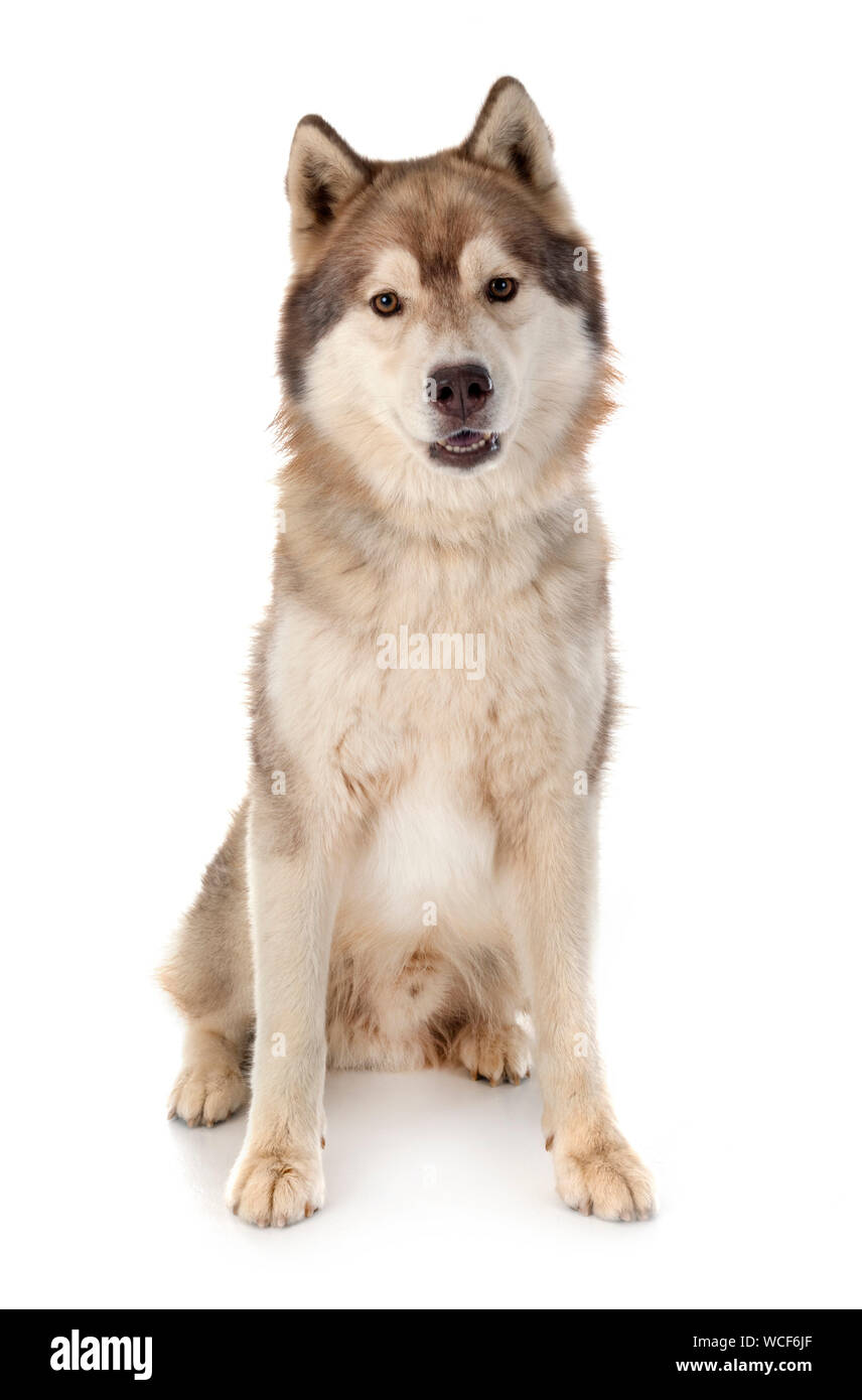siberian husky in front of white background Stock Photo - Alamy