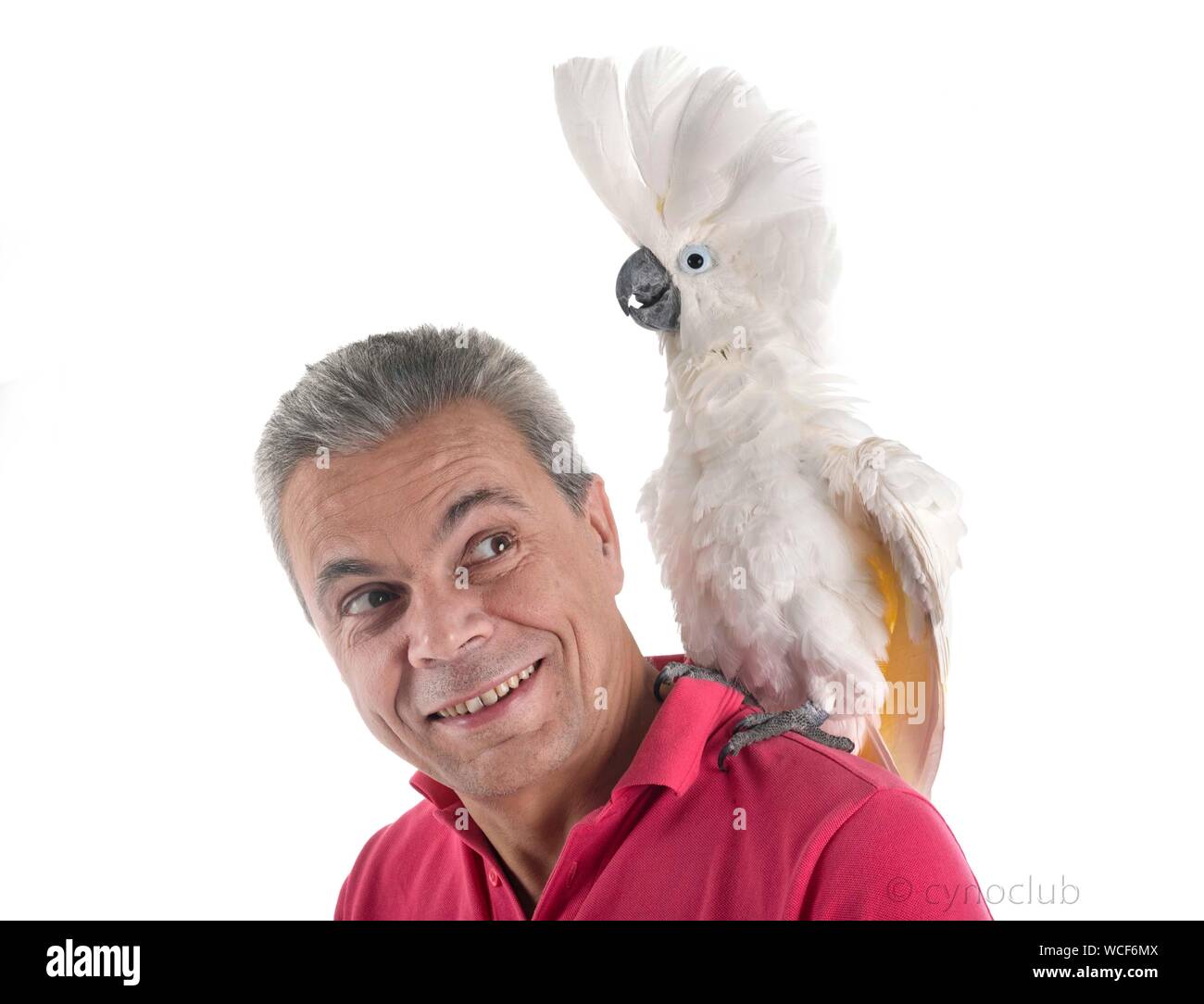 White cockatoo and man in front of white background Stock Photo - Alamy