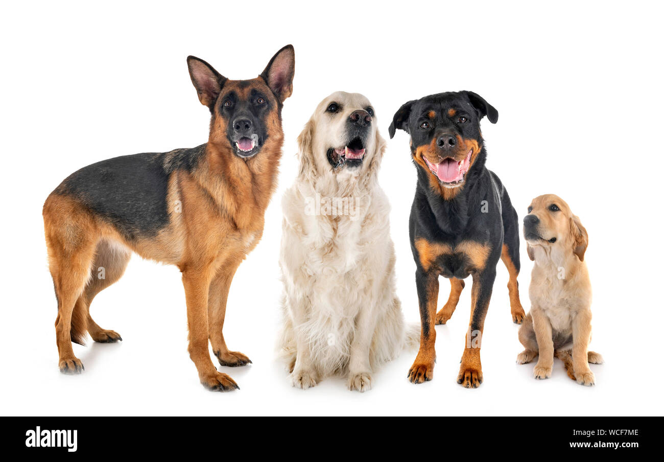 four dogs in front of white background Stock Photo - Alamy