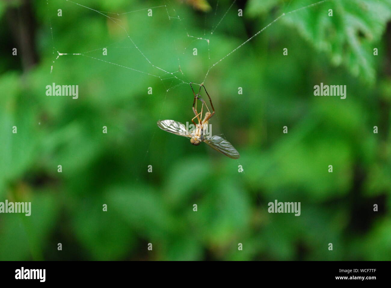 Insect stuck in spider web High Resolution Stock Photography and Images ...