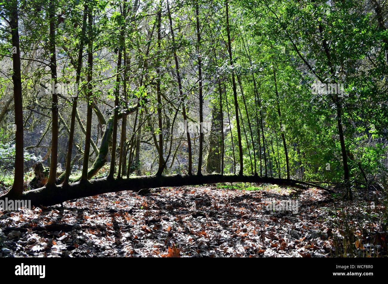 Spring forest scene hi-res stock photography and images - Alamy