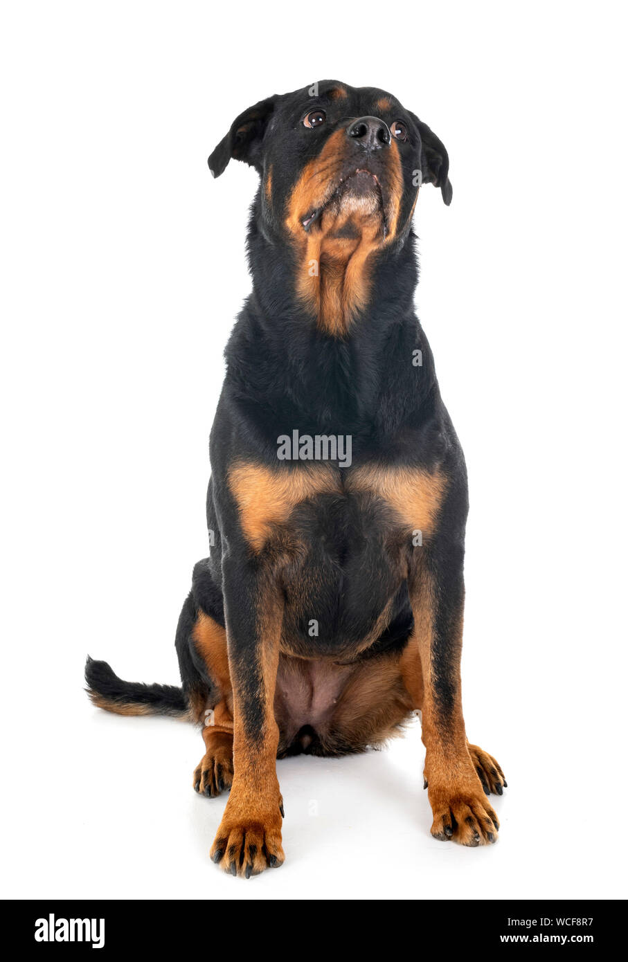 purebred rottweiler in front of white background Stock Photo - Alamy