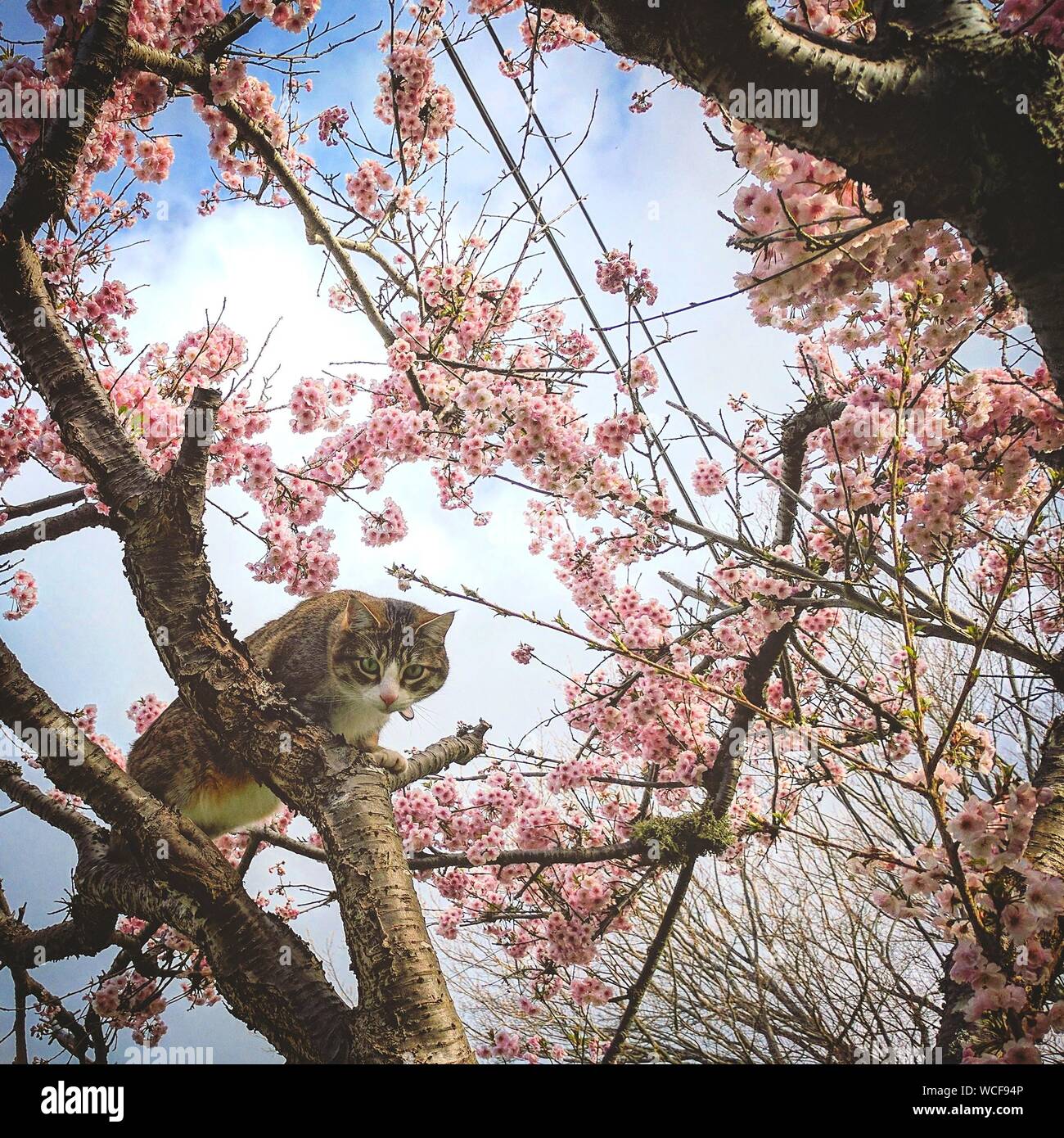 Domestic Cat Cherry Tree High Resolution Stock Photography and Images ...
