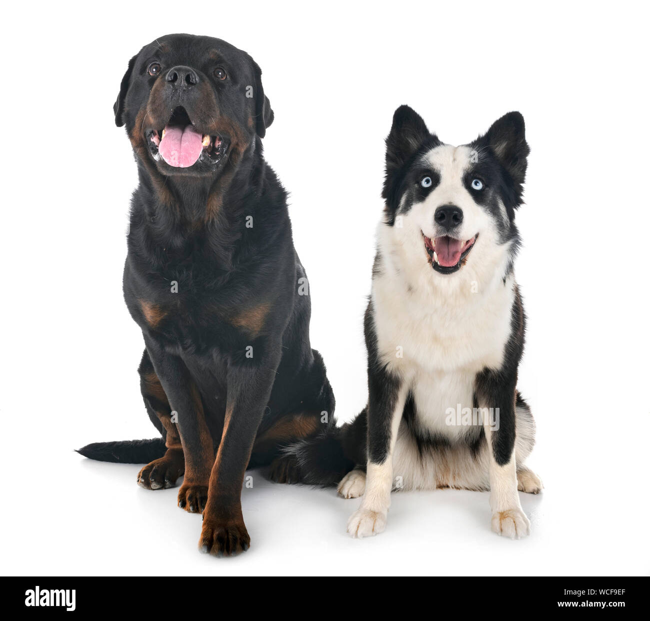 Rottweiler Border Collie Cross