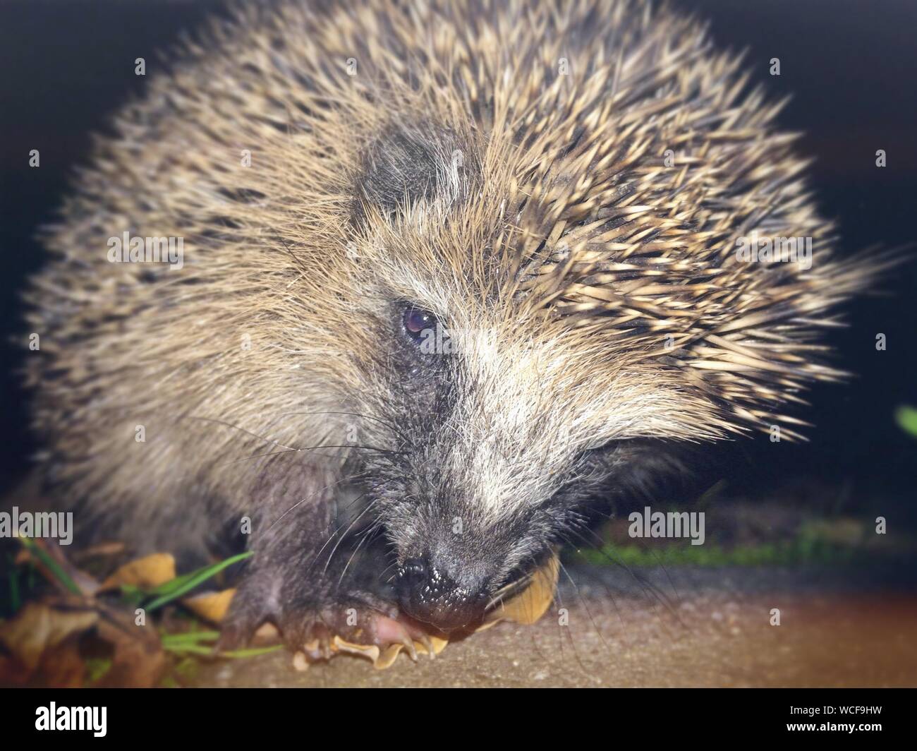 Night hedgehog hi-res stock photography and images - Alamy