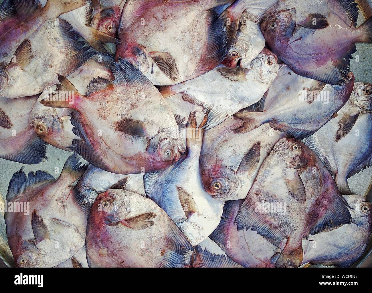Small pomfret hi-res stock photography and images - Alamy