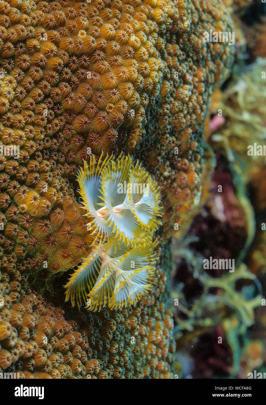 Colorful Christmas Tree Worm, Spirobranchus giganteus, Caribbean Sea ...