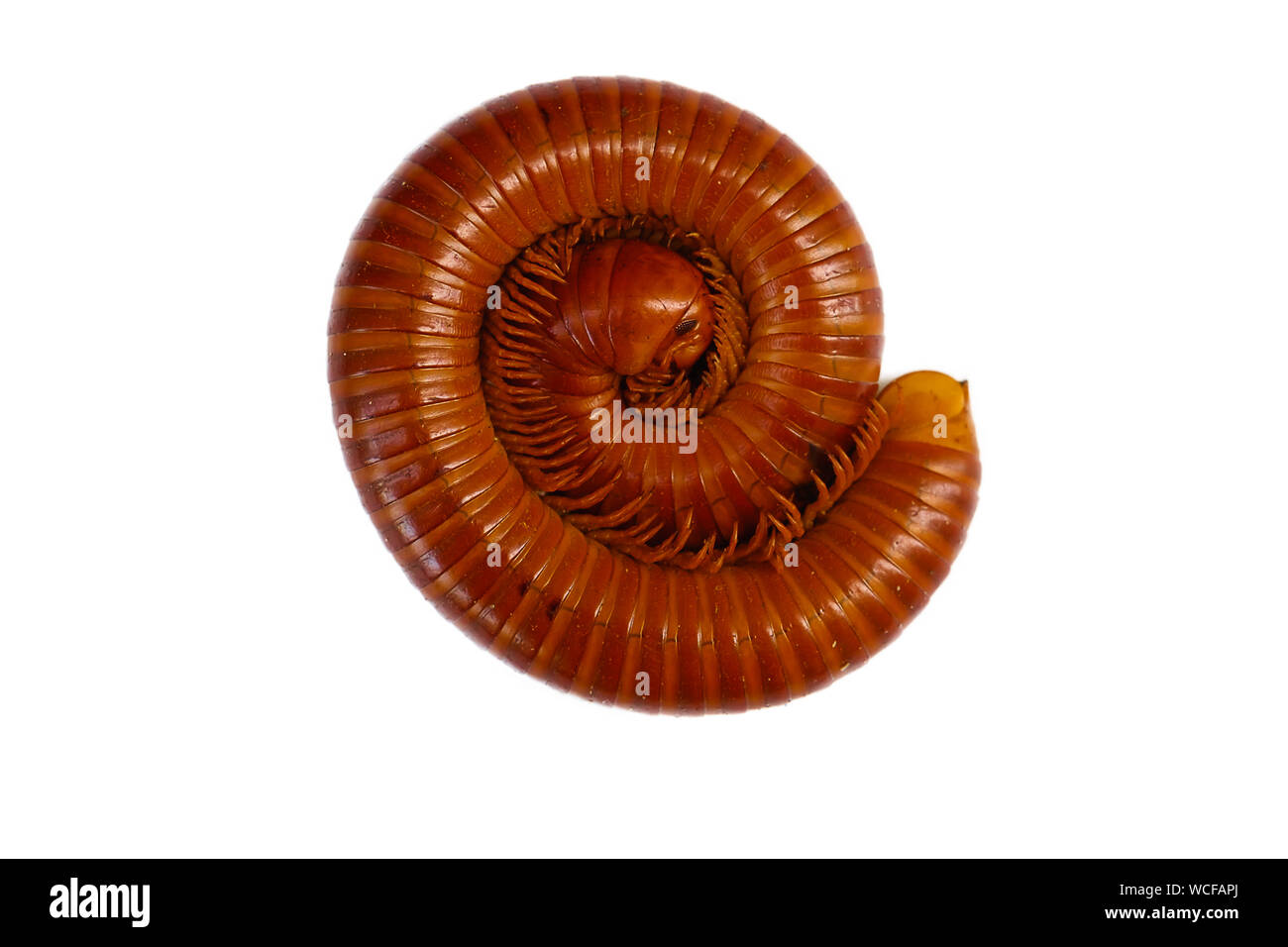 Millipede white background hi-res stock photography and images - Alamy