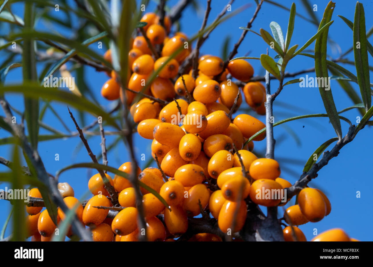 Lemon plantations hi-res stock photography and images - Alamy